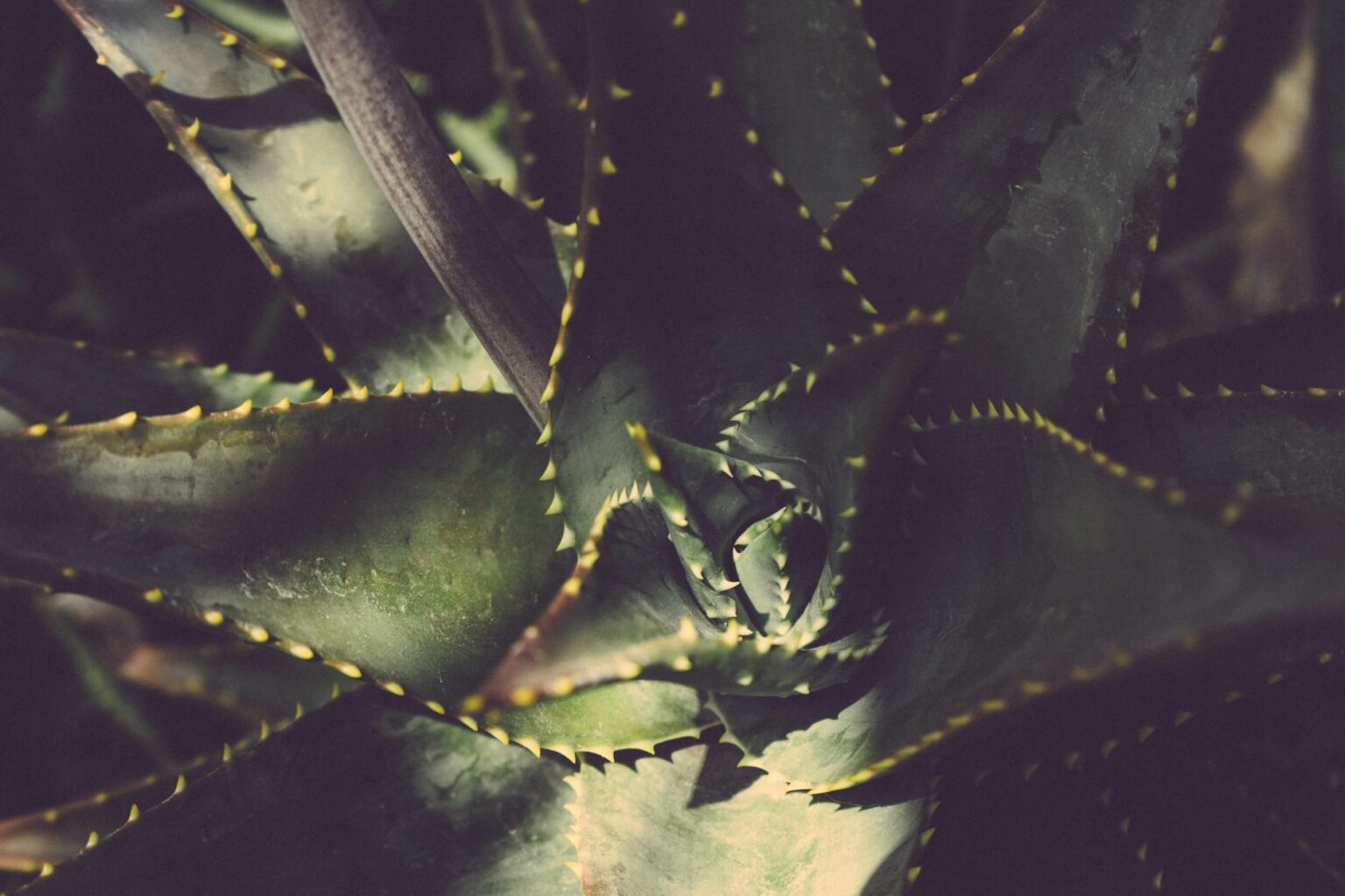 Psychedelic Plant Medicines: Unveiling their Therapeutic and Healing ...
